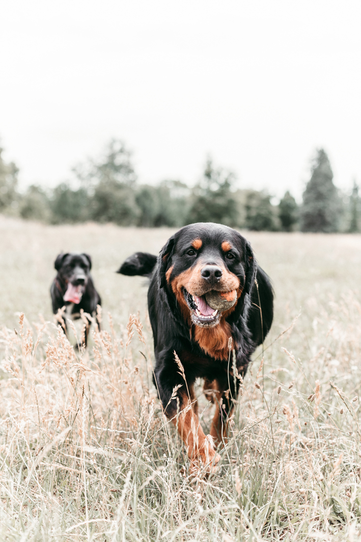 Séance photos pour animaux - Léa Ratton
