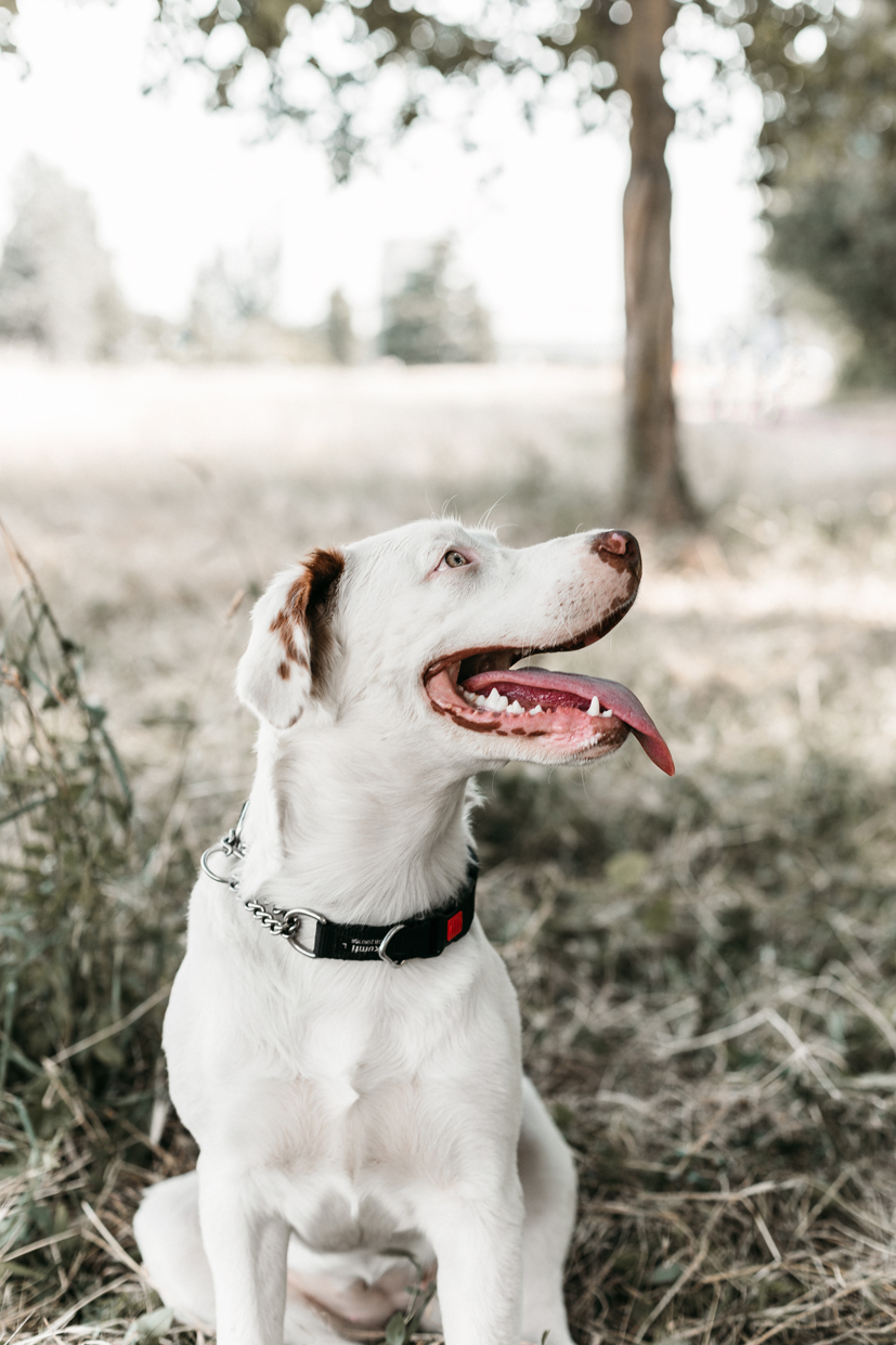 Séance photos pour animaux - Léa Ratton
